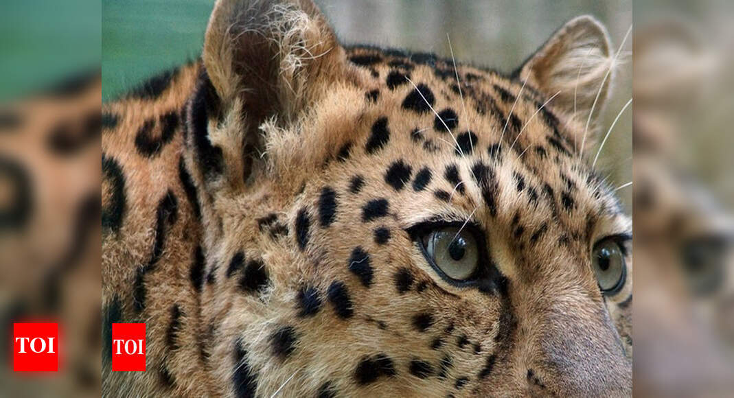 47 leopards seen on camera at National Park, up by 6 in a year | Mumbai ...