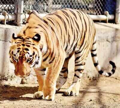 M-STrIPES patrolling outside tiger reserves now imperative | Nagpur ...