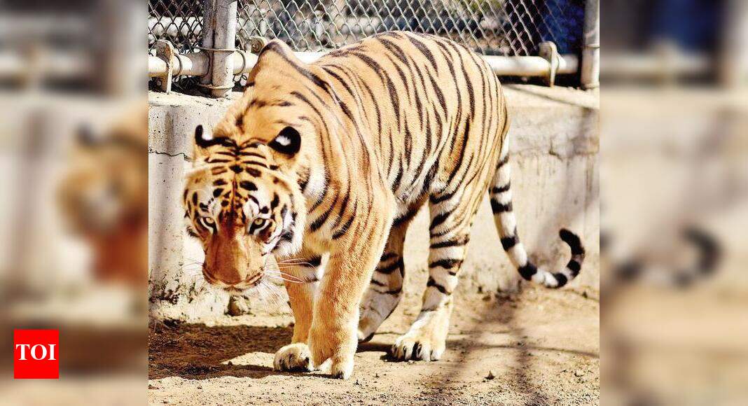 M-STrIPES patrolling outside tiger reserves now imperative | Nagpur ...