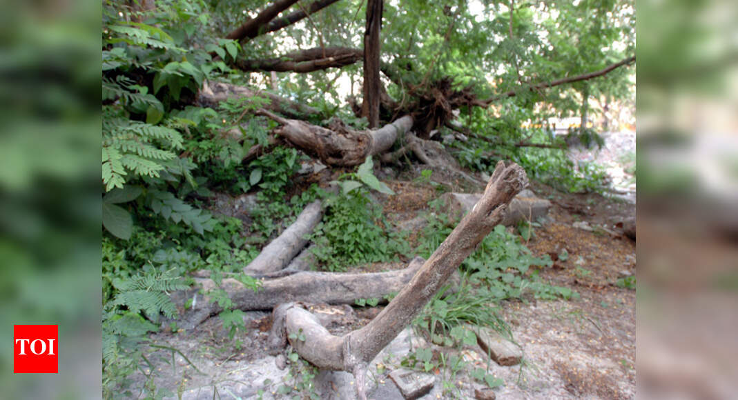 Hundred trees likely to be uprooted for Metro rail in Indore | Indore ...