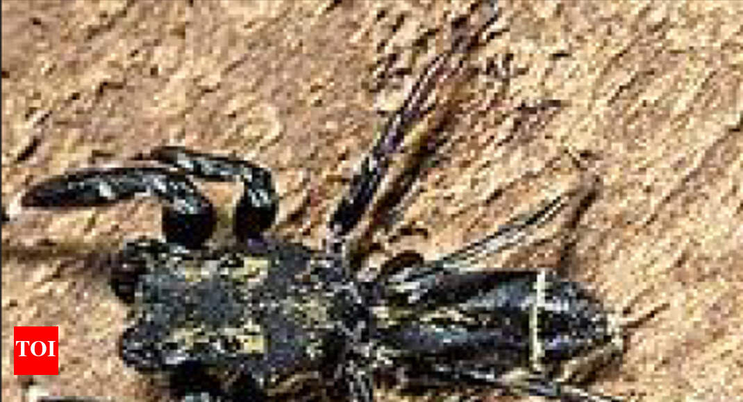 New spider jumps out of Aarey Colony | Mumbai News - Times of India