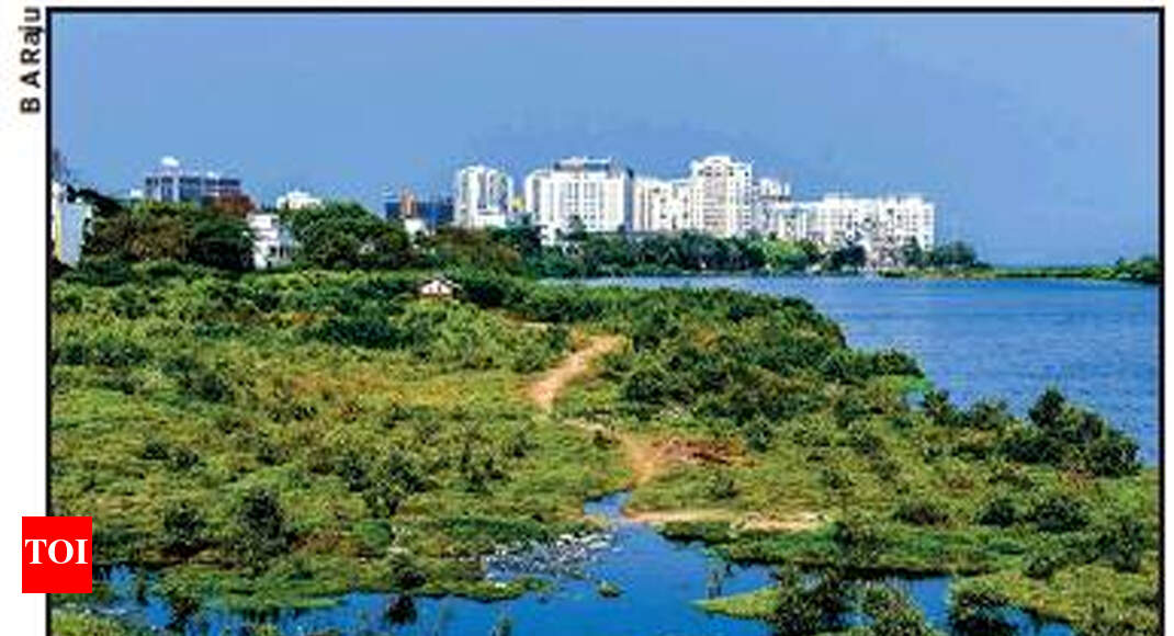 Mangrove patch in Adyar creek & estuary thriving | Chennai News - Times ...