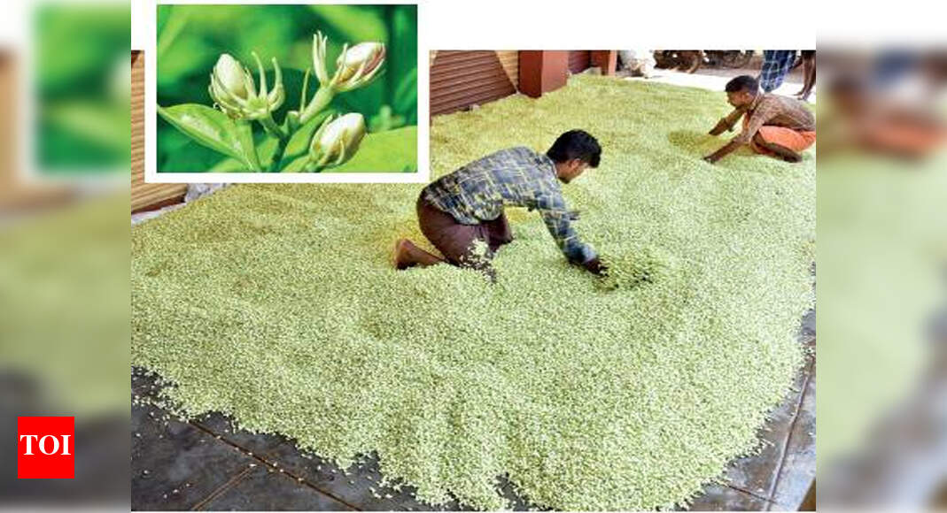 Jasmine Flower Farming In Kerala | Best Flower Site