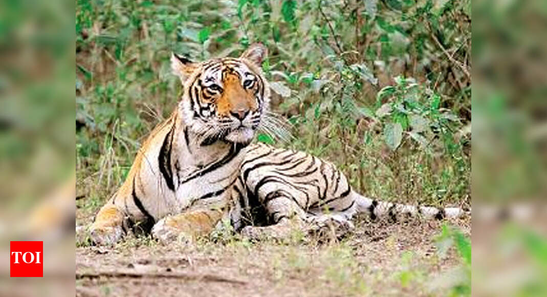 Tiger T-64 likely to shifted from Ranthambore to Sariska soon | Jaipur ...