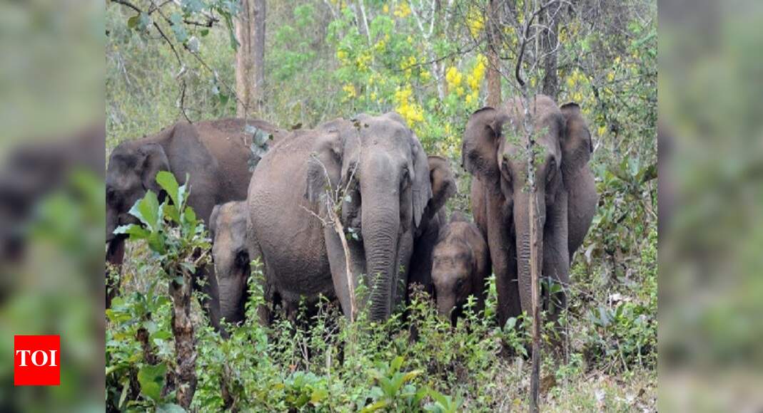 Elephant in the room: Wayanad tribals say chasing away jumbos more ...