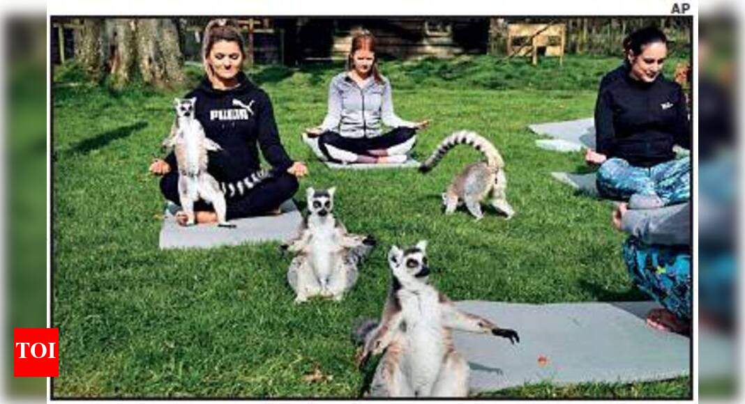 Lotus meets lemurs: People doing lemoga now - Times of India