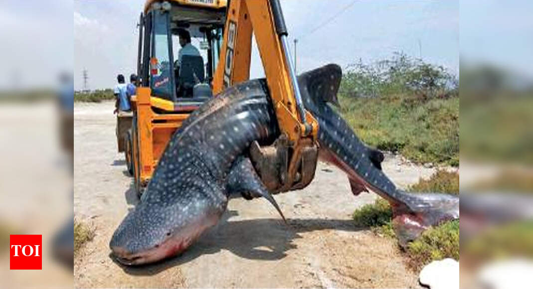 Left in deep sea, 18-foot whale shark washes ashore dead off Tuticorin ... Left in deep sea, 18-foot whale shark washes ashore dead off Tuticorin ...