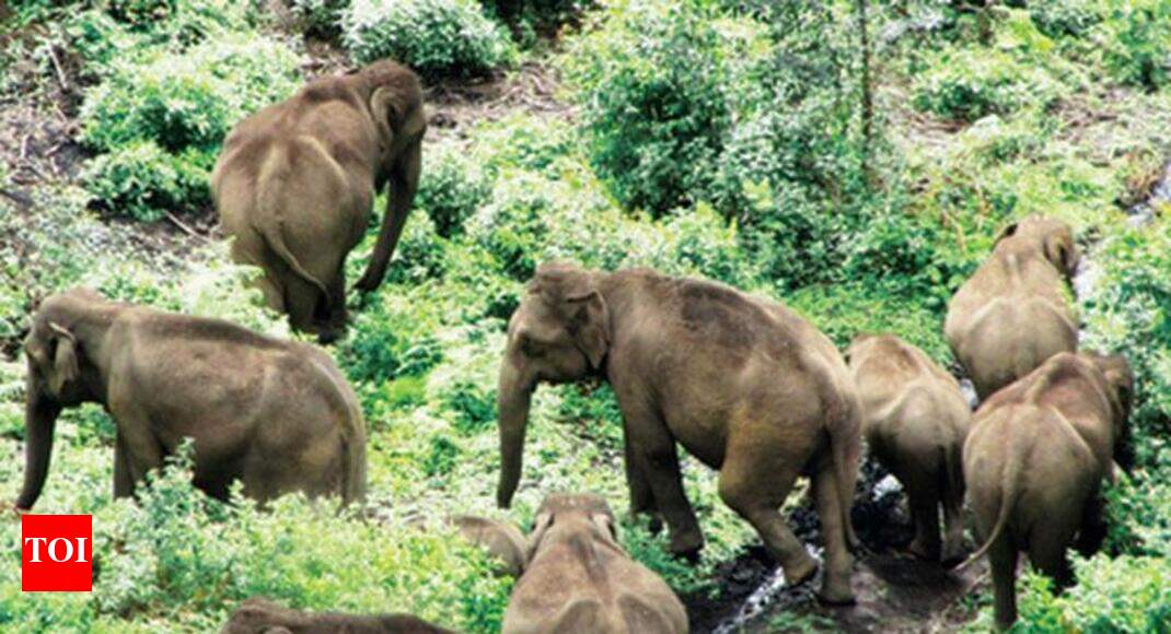 Increased migration of wild animals after forest fires | Kochi News ...
