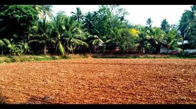 Kuttanad gears up for second round of puncha cultivation | Kochi News ...
