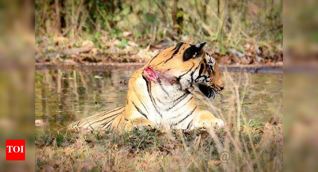 Seven days after its sighting, injured tigress goes ‘missing’ | Nagpur ...
