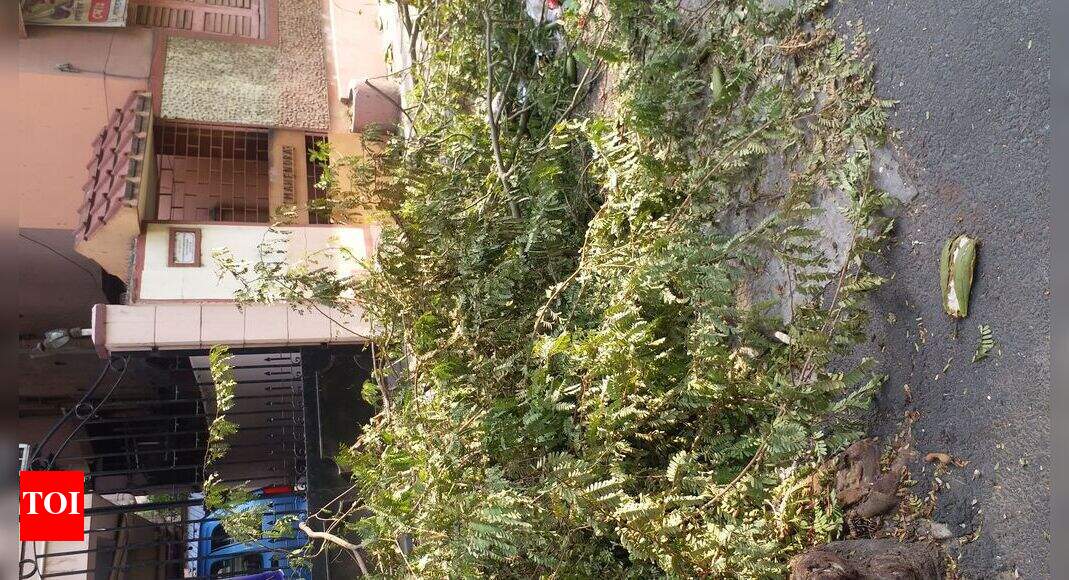 Green destruction, Bhawanipore - Times of India