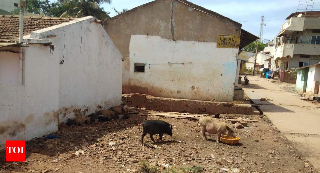 stray pigs - Times of India