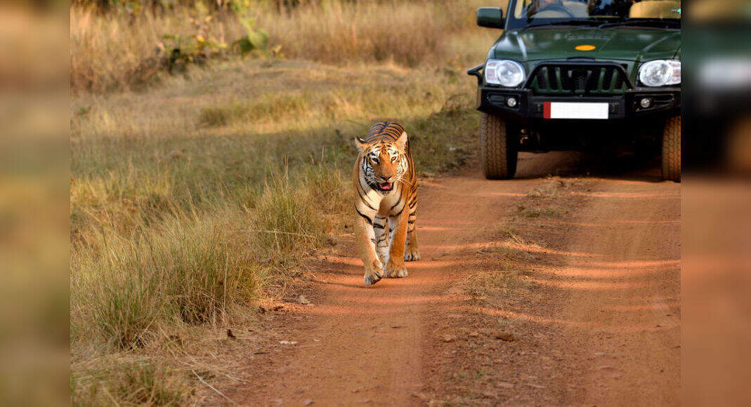 Exploring Jim Corbett National Park—safaris you must take when in the ...