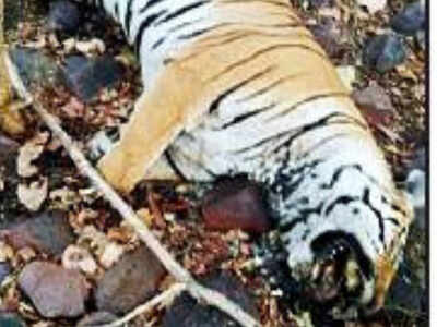 Tell-tail signs of worry in Ratapani tiger poaching | Bhopal News ...