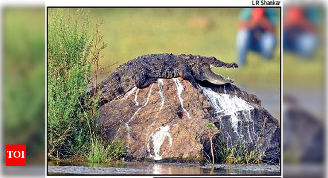 Mugger crocodile rescued from cane field in Kheri | Bareilly News ...