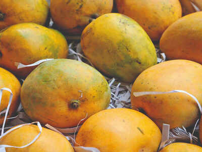 Putting Konkan’s best fruit forward | Goa News - Times of India