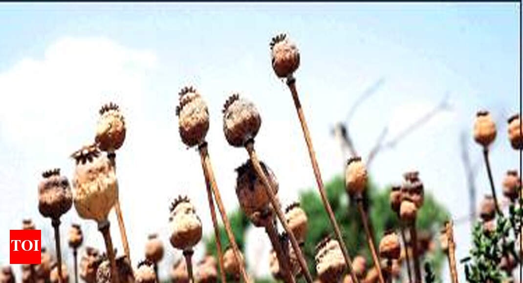 Rajasthan farmers caught in ‘opium crisis’ | Jaipur News - Times of India