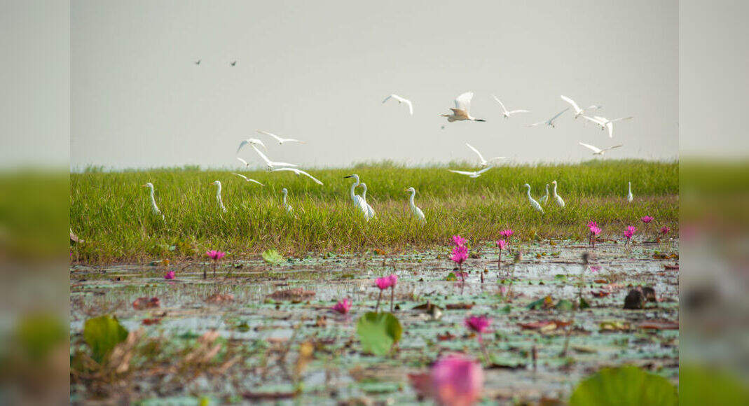 All about Mangalajodi in Odisha, a birdwatcher’s paradise, Orissa ...