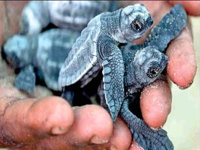 950 Olive Ridley sea turtle hatchlings released into sea off Chennai ...