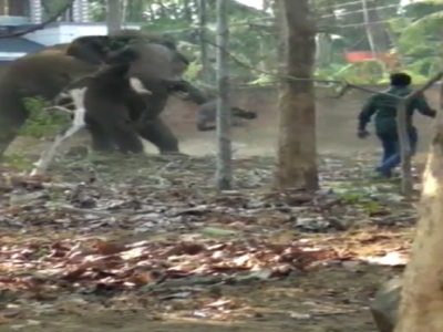Elephant kills mahout at Edava near Thiruvananthapuram ...