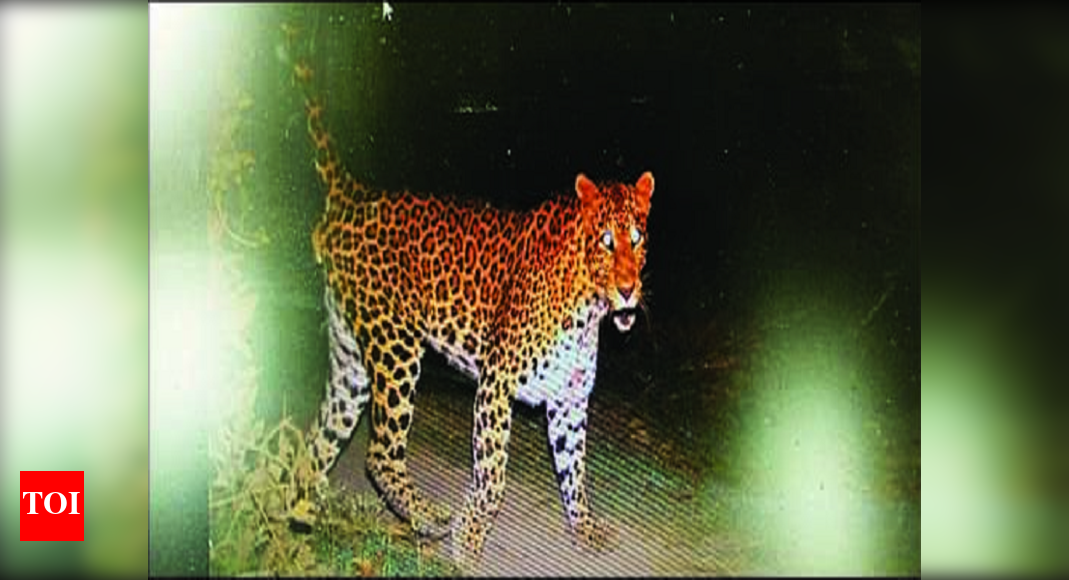 Killer leopard identified, villagers near DTR told to be alert ...