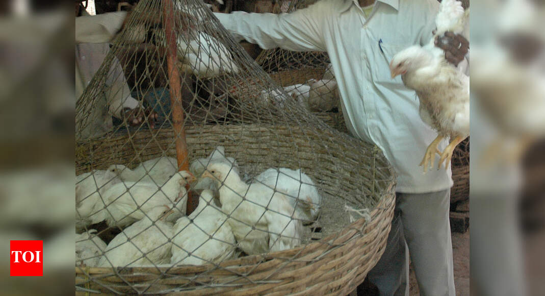 KMC warns against dead chicken sale | Kolkata News - Times of India