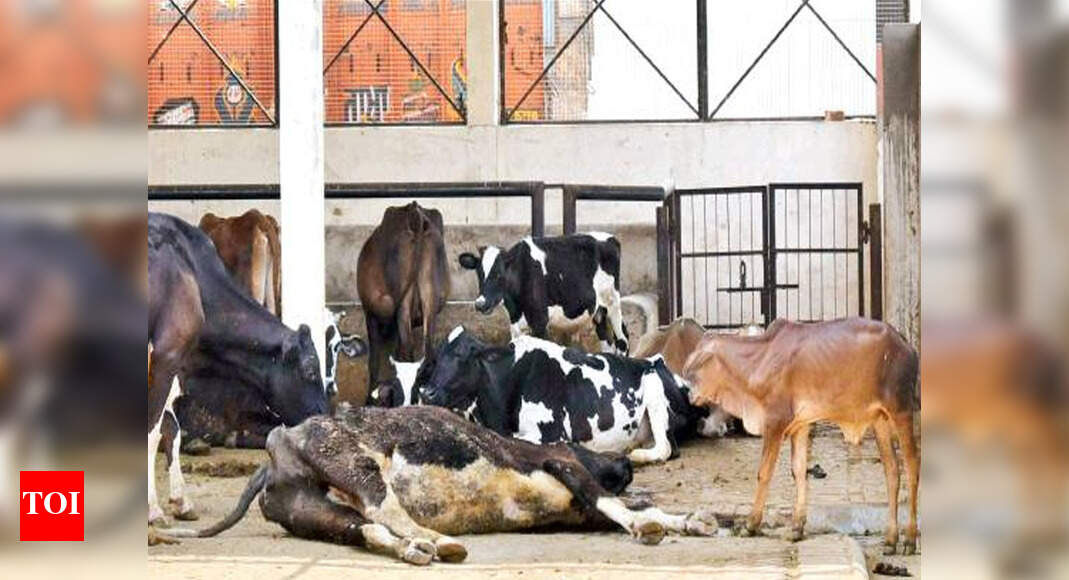 Cattle death case: Inquiry report finds NGO at fault | Chandigarh News ...