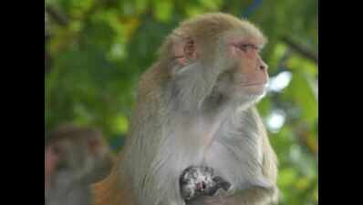 Lone monkey gives sleepless nights to inhabitants, authorities pass the ...