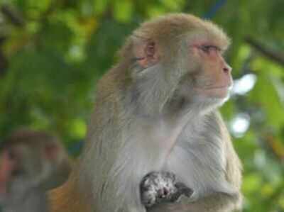 Lone monkey gives sleepless nights to inhabitants, authorities pass the ...