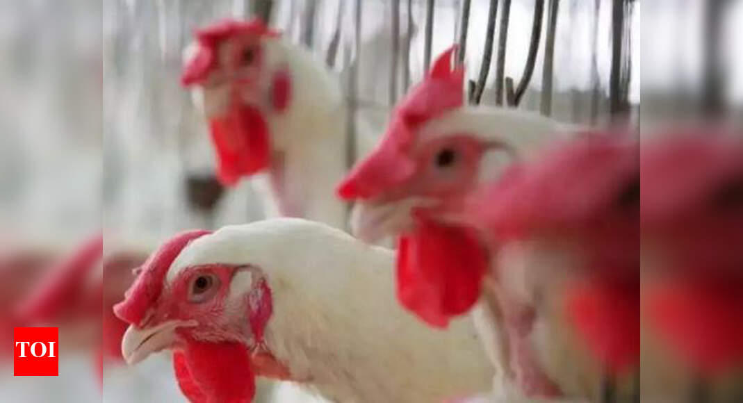 Centre to release draft rules on better practices in poultry industry ...