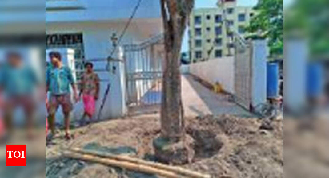 Grown over 8 years, 15 feet tree shifted in hours at New Town | Kolkata ...