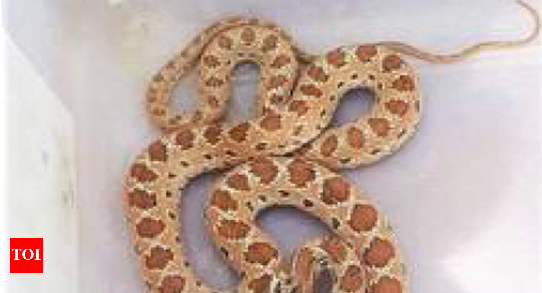Delhi: Snake, kite rescued from assembly | Delhi News - Times of India