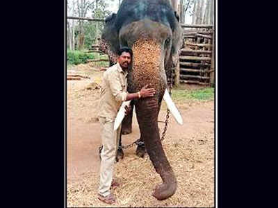 Elephant Drona, part of Dasara reserve, dies at 39 | Mysuru News ...