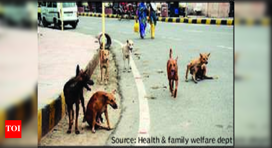In 3 years, rabies killed 60 in Karnataka | Bengaluru News - Times of India