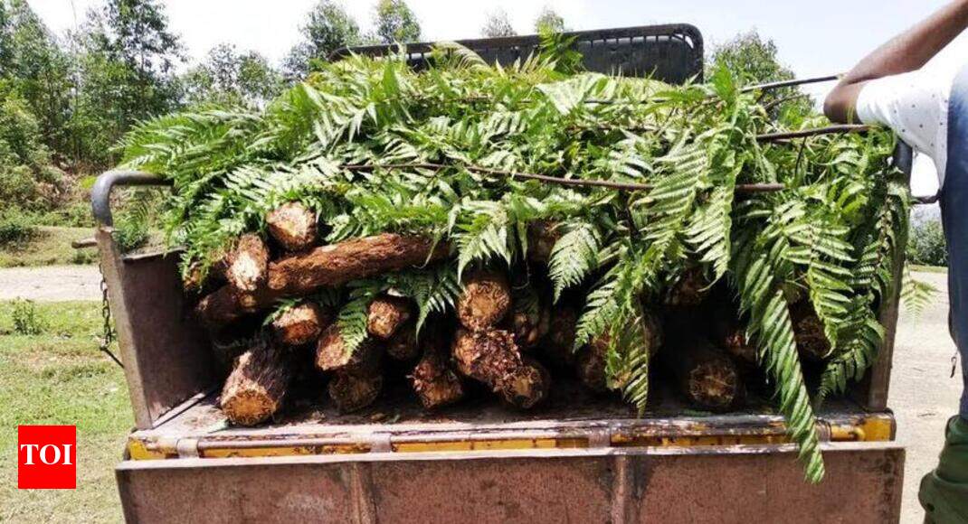 Kerala: 5 arrested for felling endangered tree ferns | Kochi News ...