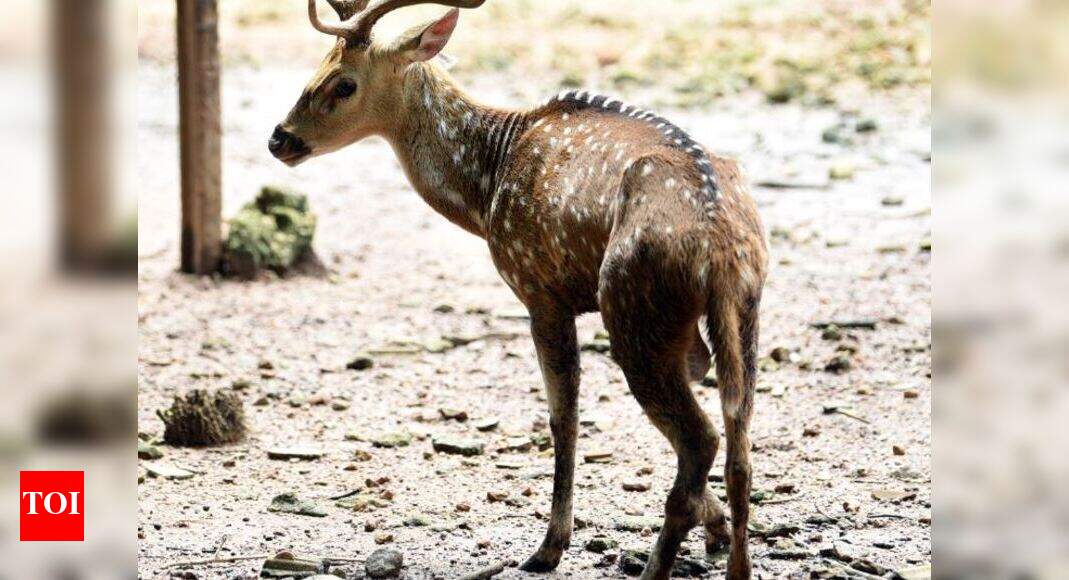 60 deer survive Cyclone Fani fury at Berhampur University park ...