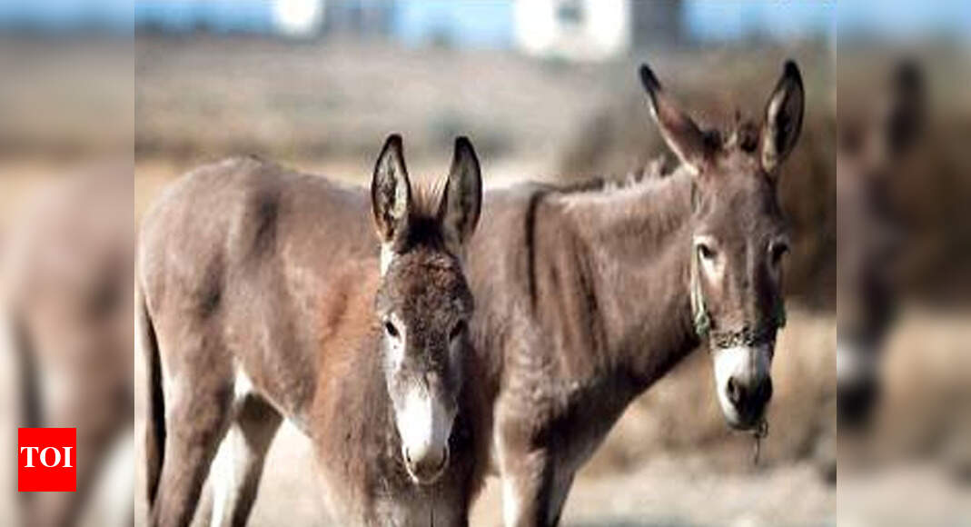 After Project Tiger, Maharashtra on 'save donkey' drive | Mumbai News ...