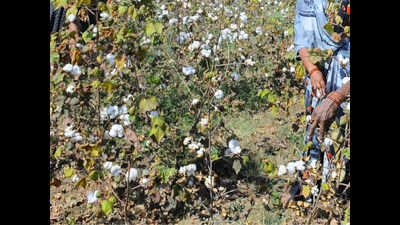 Telangana frets as HT cotton finds roots in state | Hyderabad News ...