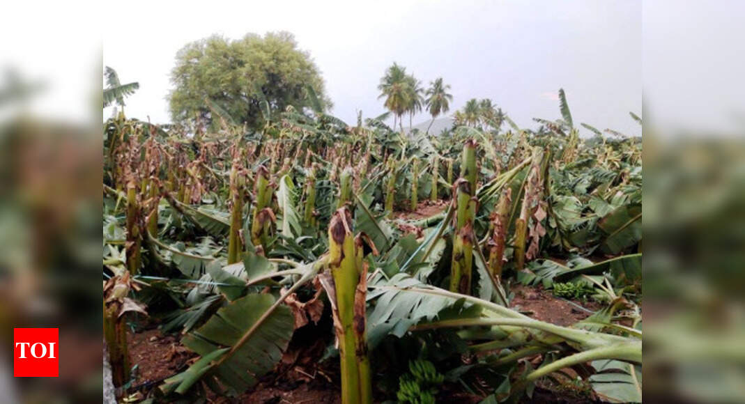 Officials assess damage to banana plantations | Coimbatore News - Times ...