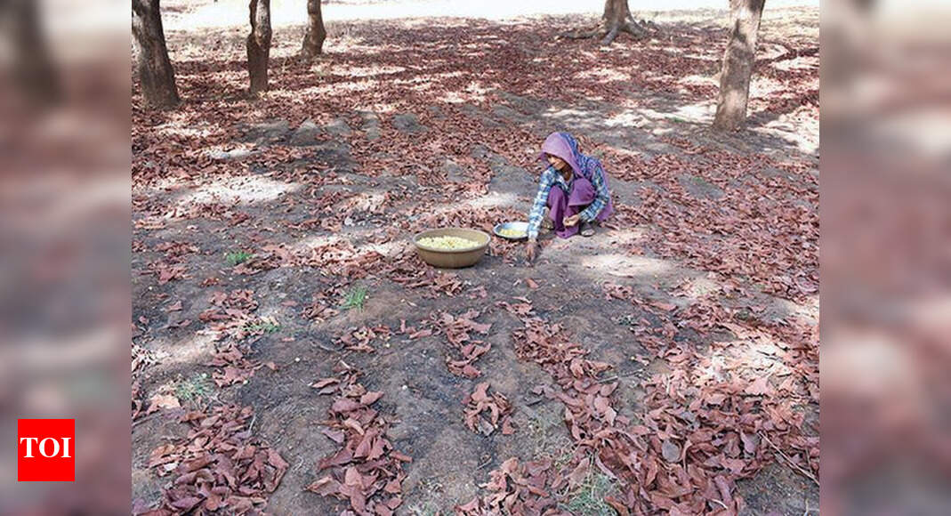 Tipplers on high as mahuda prices crash | Vadodara News - Times of India