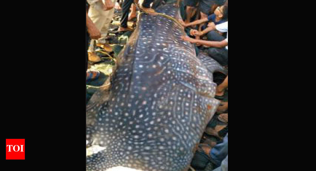 Surat: Whale shark trapped in net, survives hours on rocky shore ...