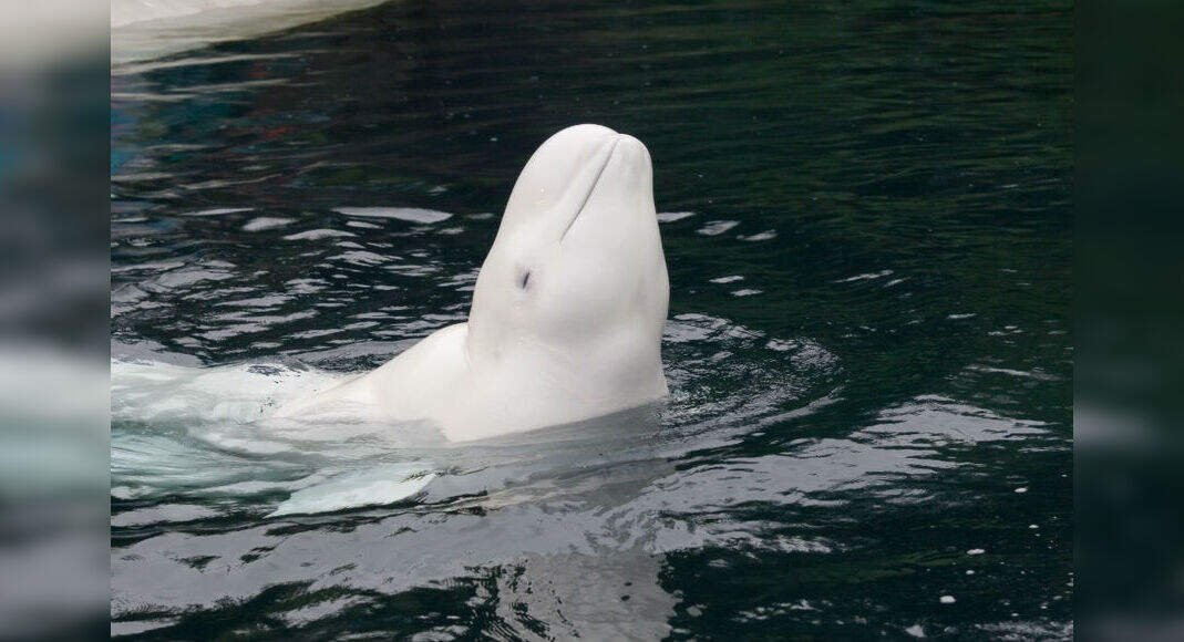 In Norway, lives the friendly sea whale who returned a woman’s drowned ...