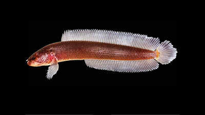 Subterranean fish named after Lord of the Rings character | Kochi News ...