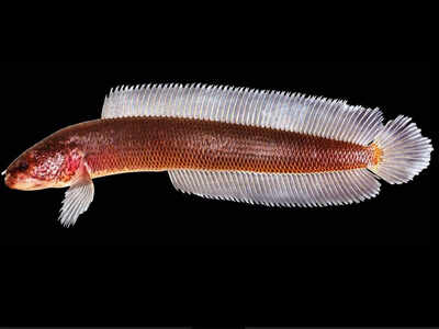 Subterranean fish named after Lord of the Rings character | Kochi News ...