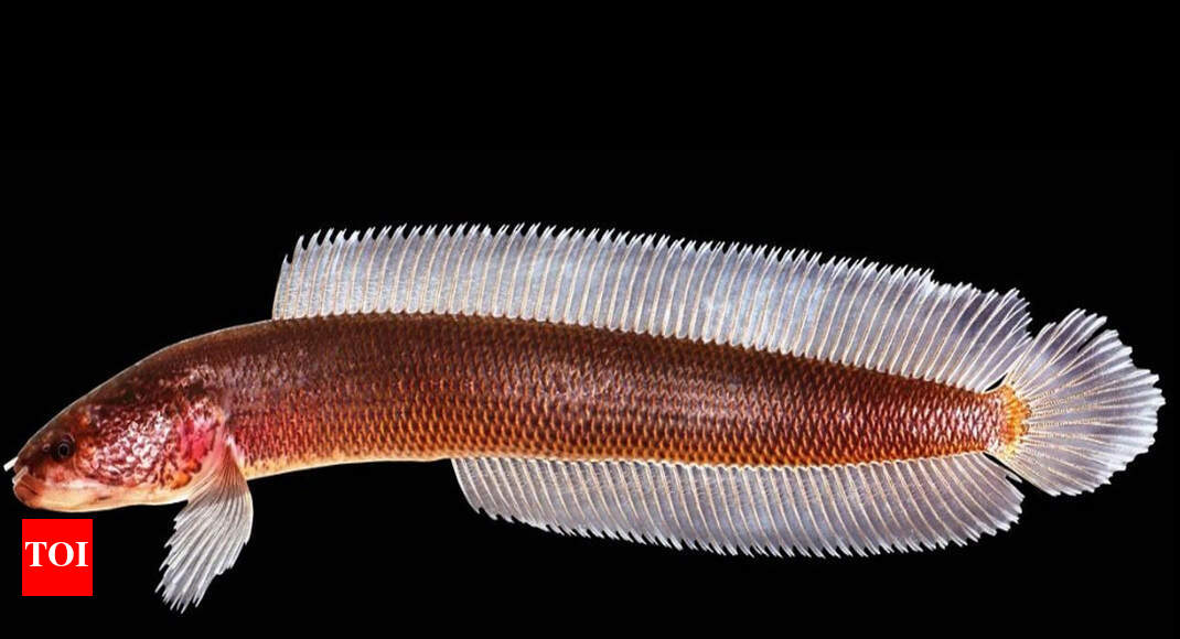 Subterranean fish named after Lord of the Rings character | Kochi News ...