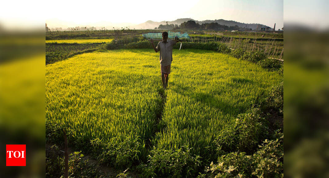 Maize farmers advised to go for summer ploughing to avert fall armyworm ...