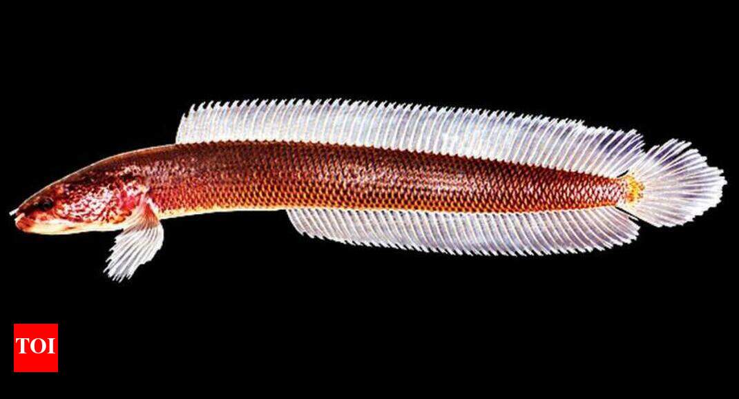Gollum, the new fish species from Kerala | Kochi News - Times of India