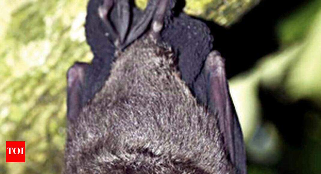 Bat survey finds seven new species | Kochi News - Times of India