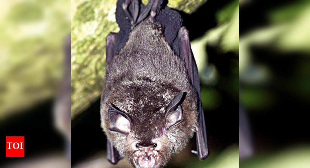 Bat survey finds seven new species | Kochi News - Times of India