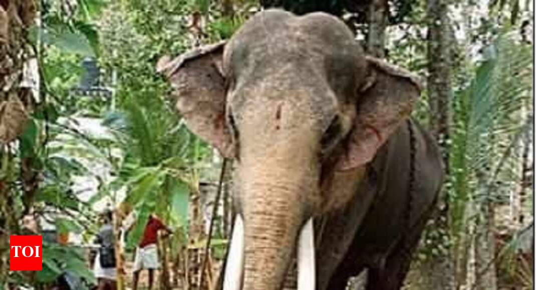 Don't succumb to threats from 'captive elephant mafia': WPSS ...